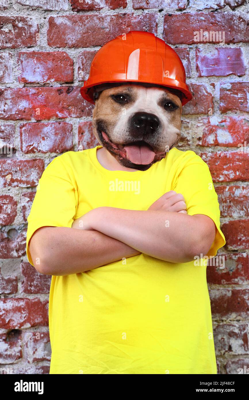dog breed pit bull terrier in a construction helmet with a human body ...