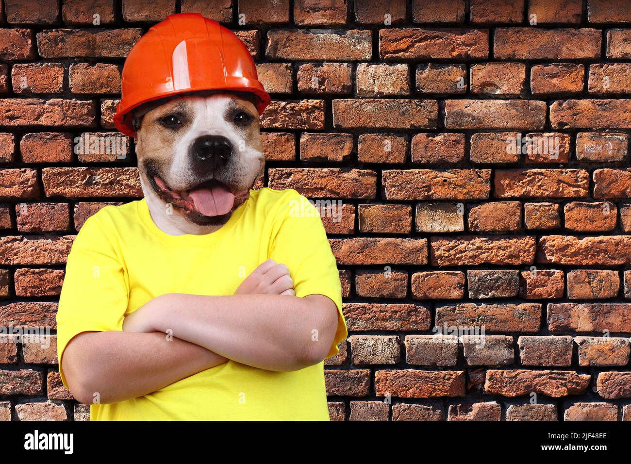 dog breed pit bull terrier in a construction helmet with a human body ...