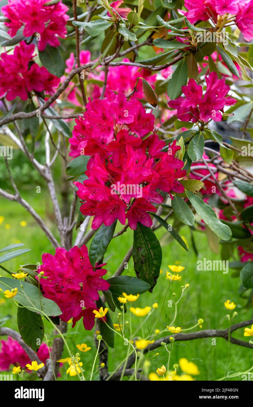 Bright pink rhododendron flowers hi-res stock photography and images ...