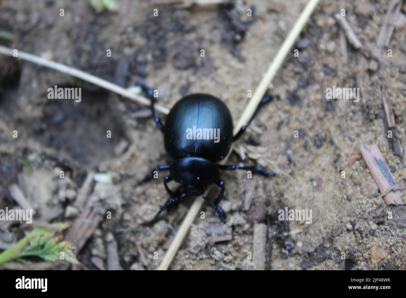 Earth boring dung beetle hi-res stock photography and images - Alamy