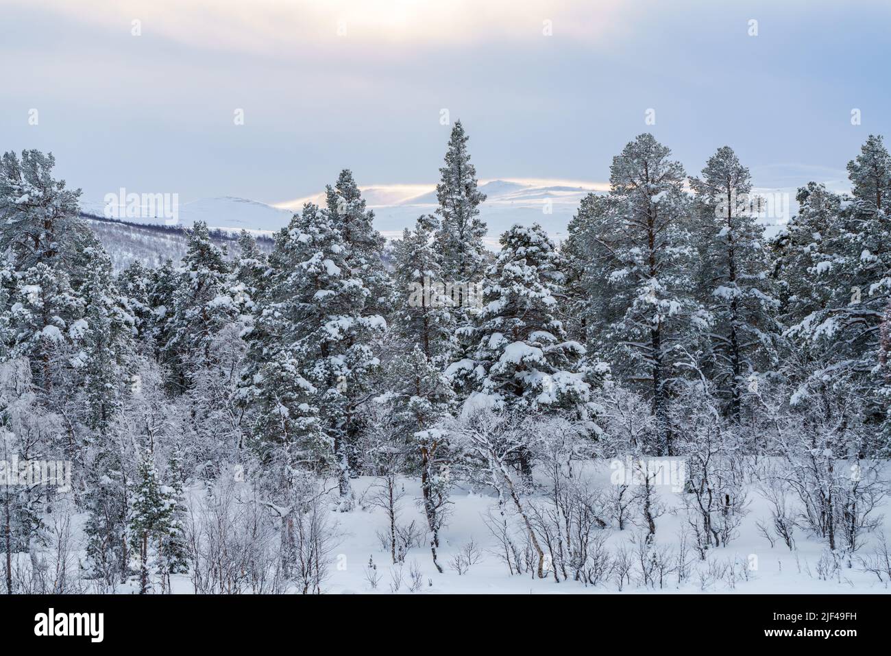 Winter landscape with nice light, plenty of snow, mountains in ...