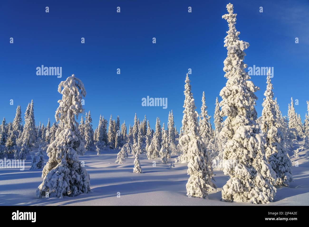 Winter landscape with sunny weather, blue sky, plenty of snow on the ...