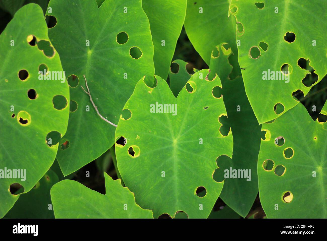 A closeup of green taro leaf covered in holes caused by insects Stock ...