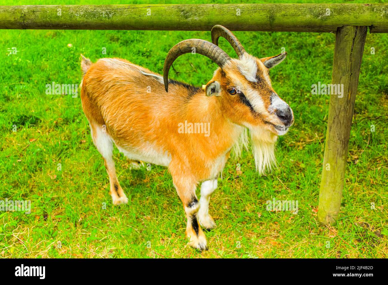 Young cute small goat with horns antlers looking in the camera in goats ...