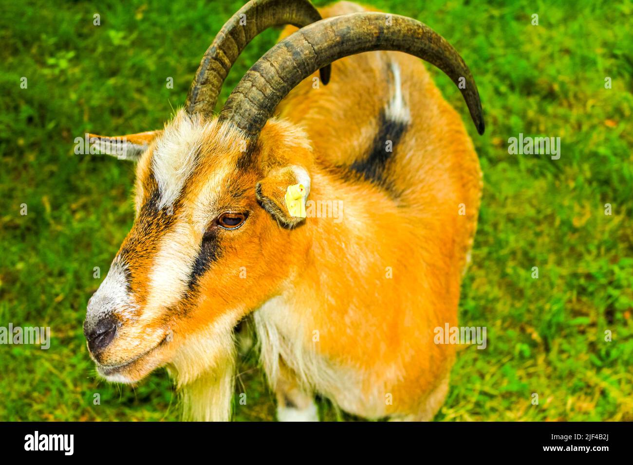 Young cute small goat with horns antlers looking in the camera in goats ...