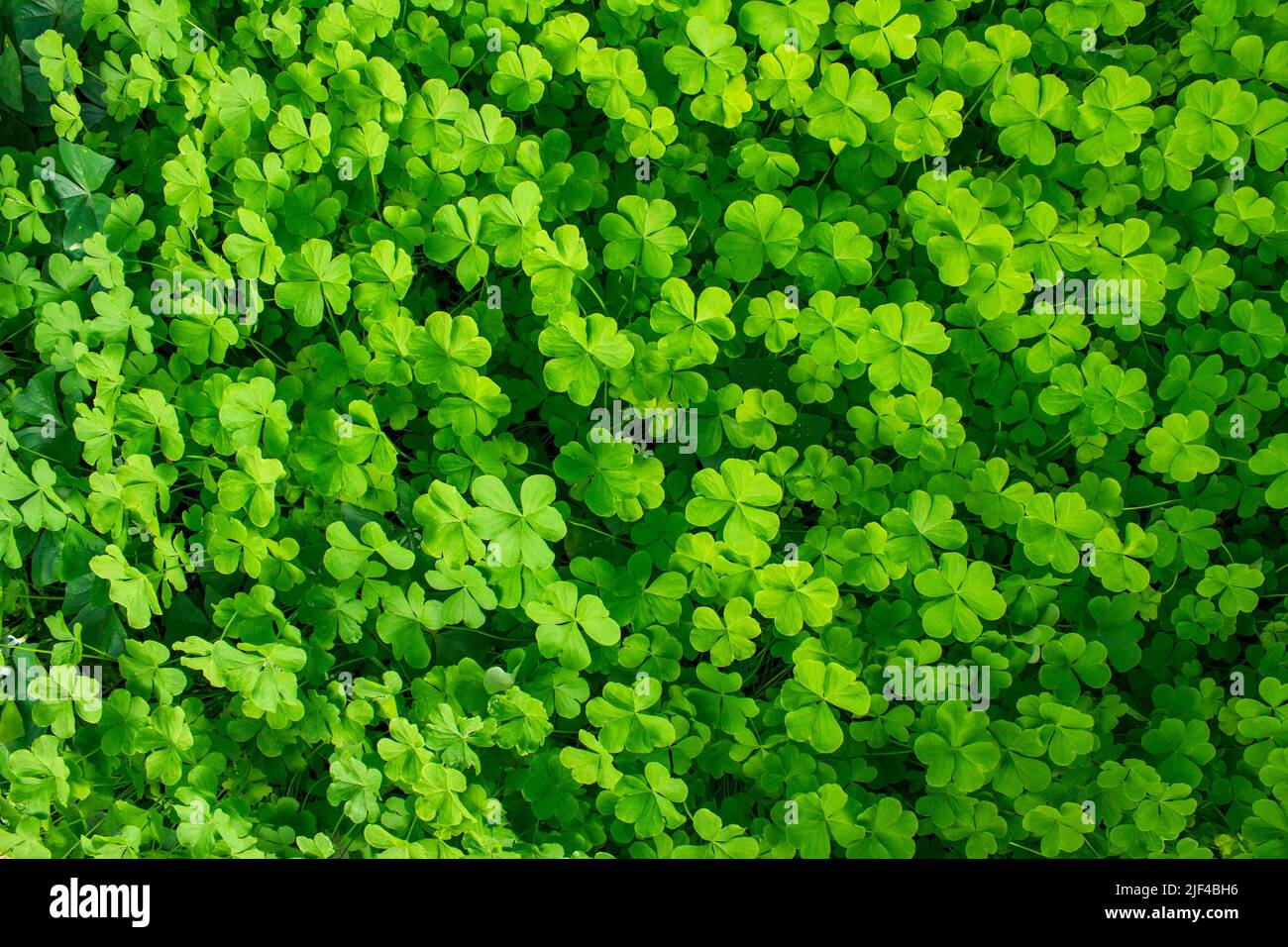 Sunshine four leaf clover hi-res stock photography and images - Alamy