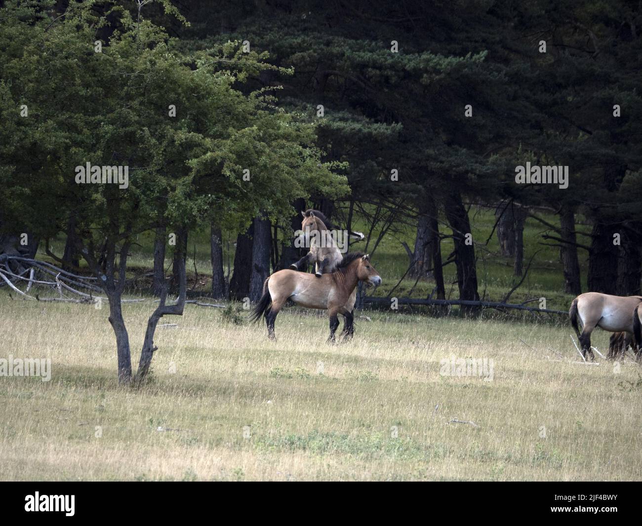 przewalski horse male stallion fighting in summer season Stock Photo ...
