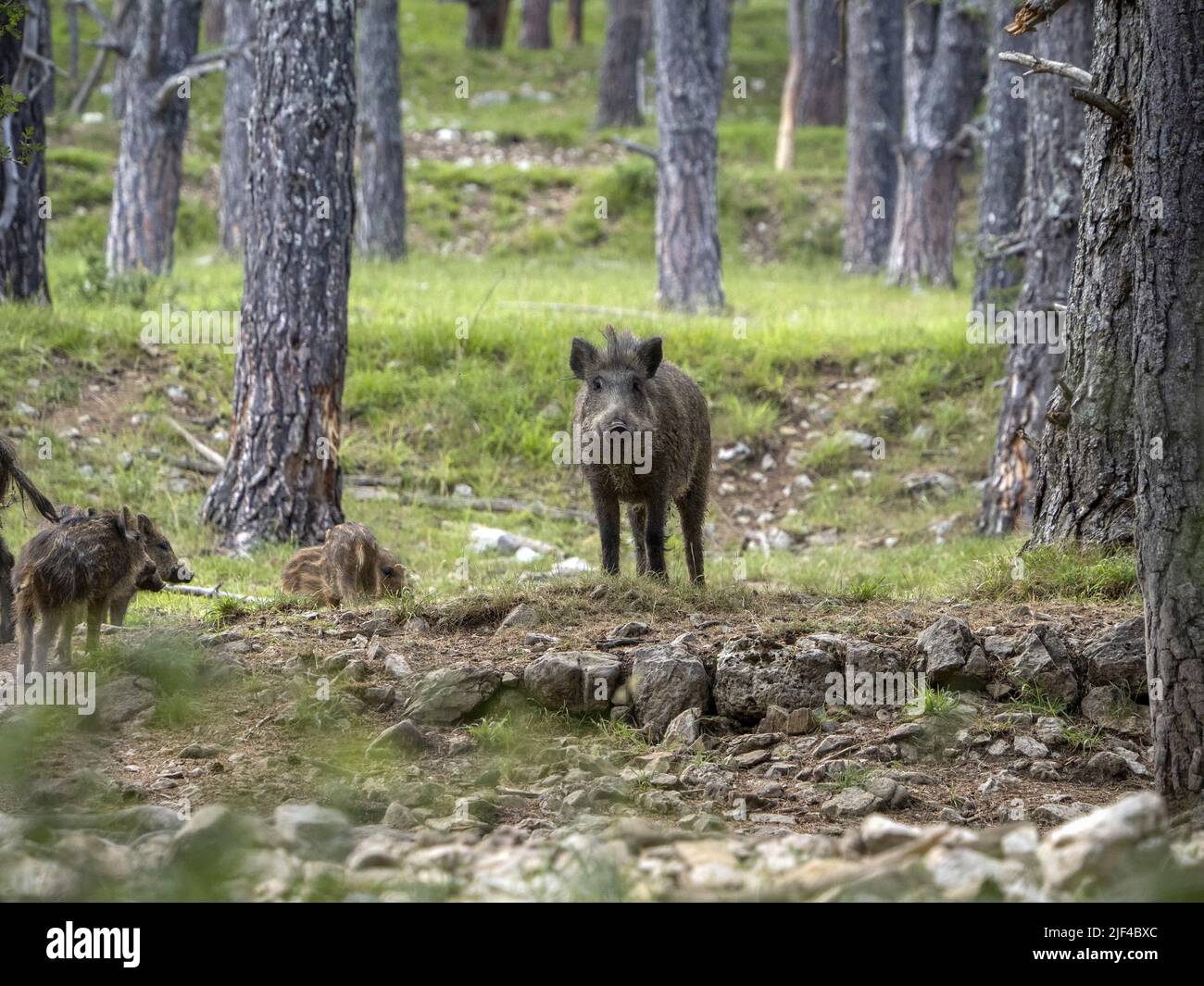 wild boar portrait in the forest in summer season Stock Photo - Alamy