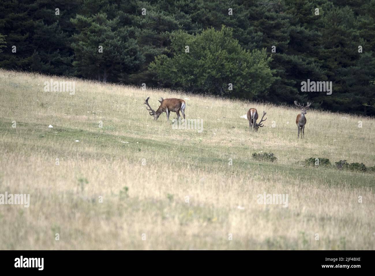 European deer portrait in summer season Stock Photo - Alamy