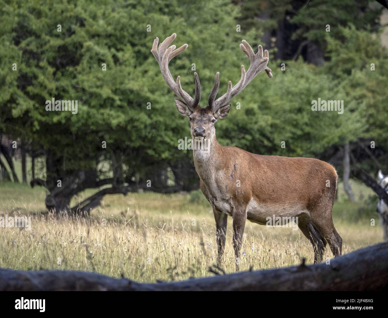 European deer portrait in summer season Stock Photo - Alamy