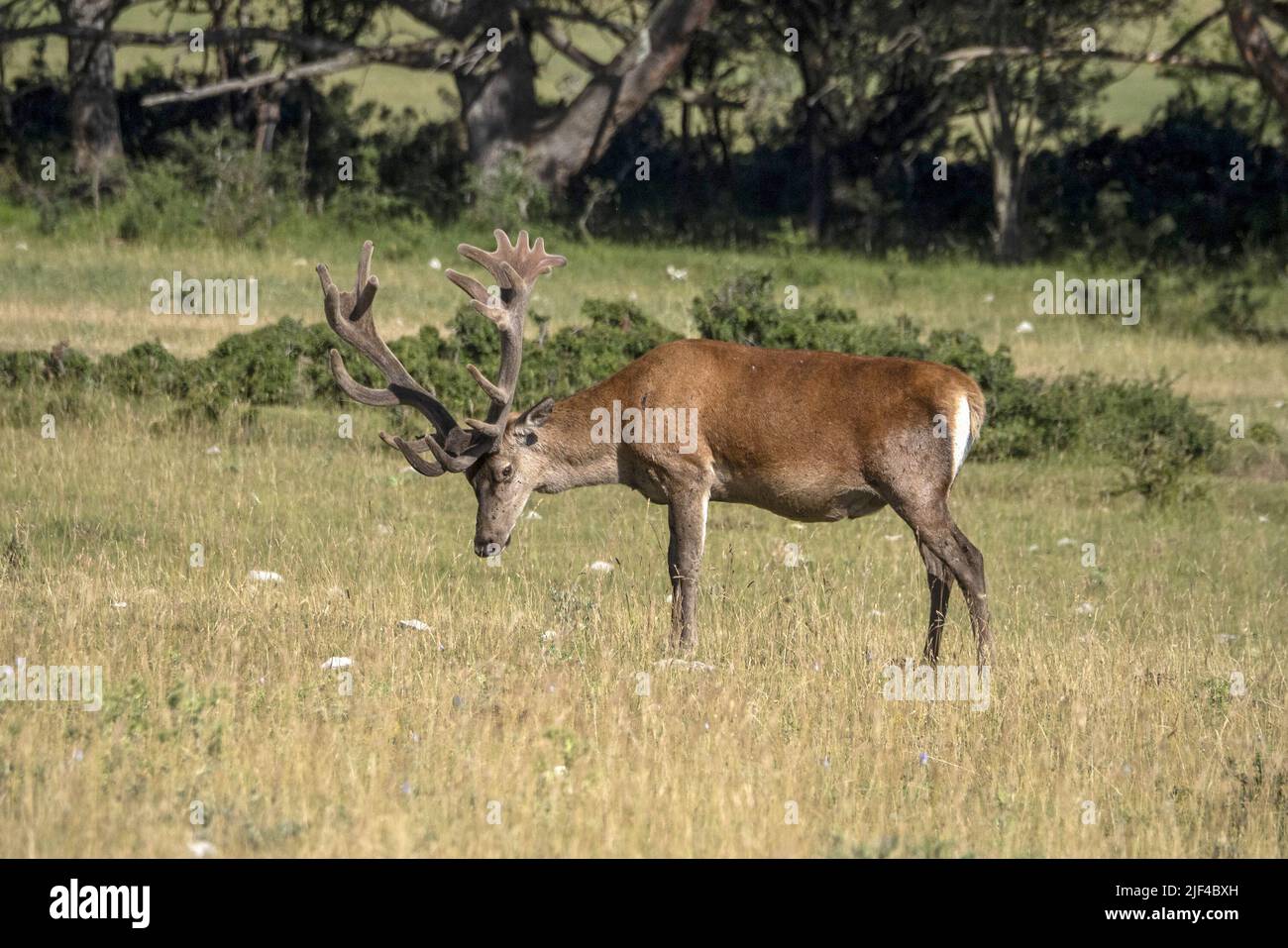 European deer portrait in summer season Stock Photo - Alamy