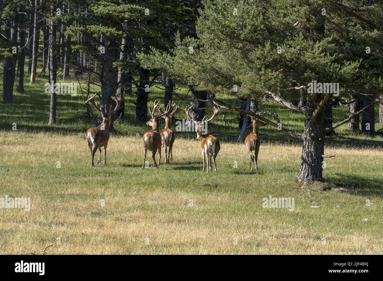 European deer portrait in summer season Stock Photo - Alamy