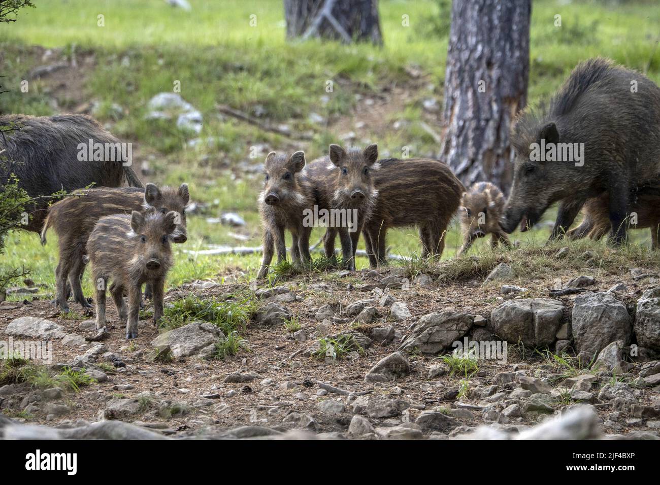 baby newborn wild boar portrait in the forest in summer season Stock ...