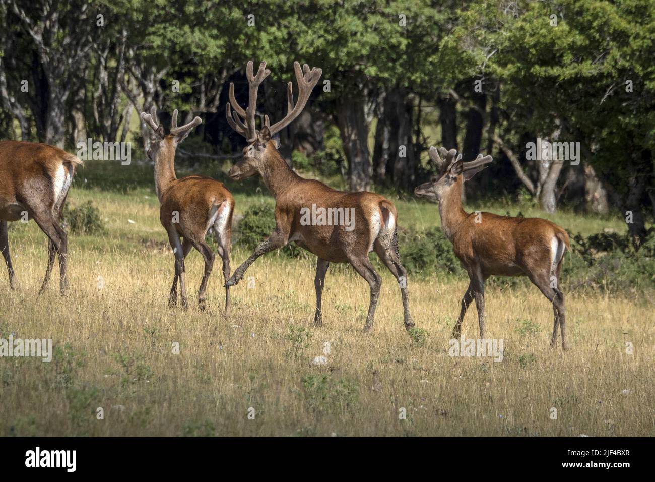 European deer portrait in summer season Stock Photo - Alamy