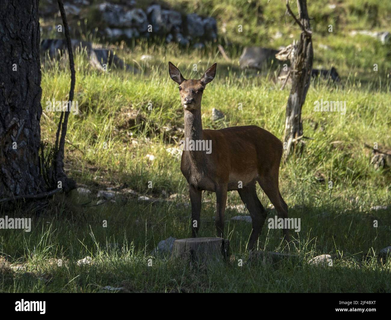European deer portrait in summer season Stock Photo - Alamy