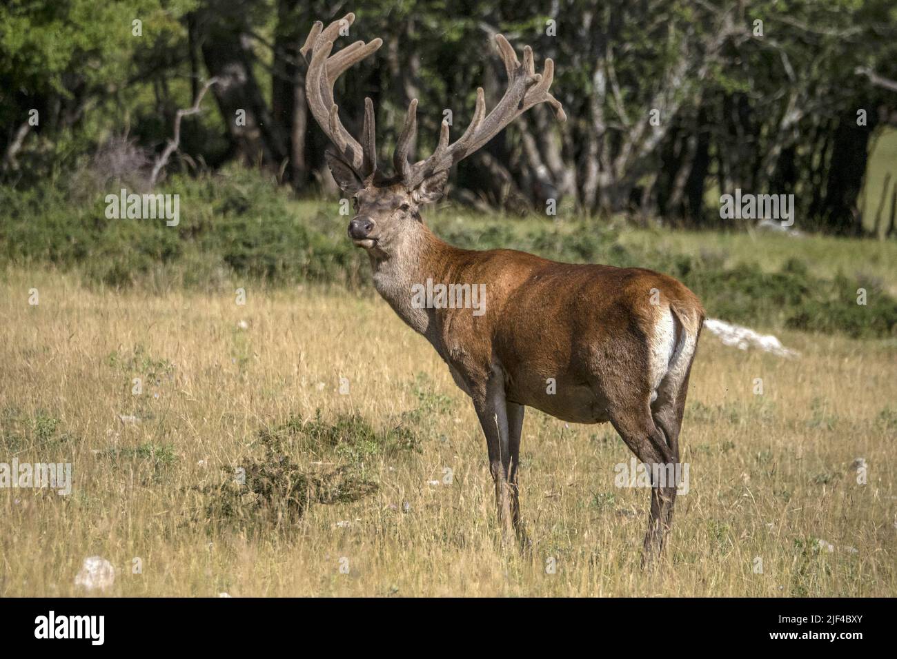 European deer portrait in summer season Stock Photo - Alamy