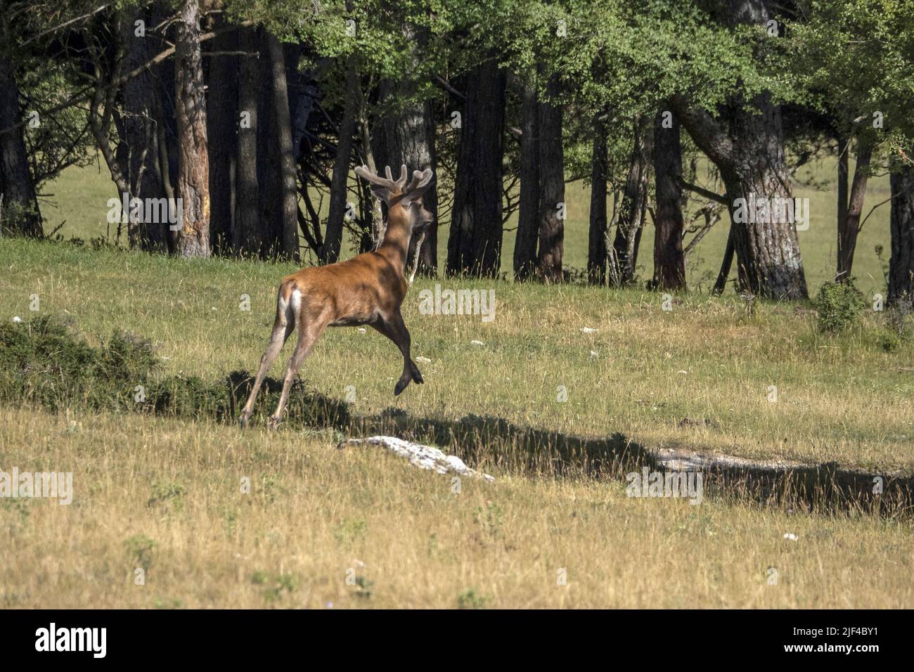European deer portrait in summer season Stock Photo - Alamy