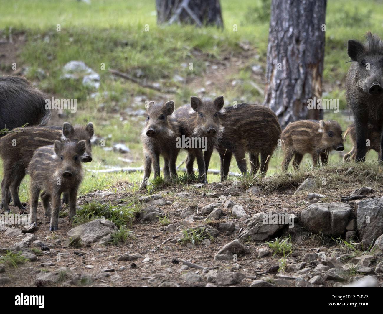 baby newborn wild boar portrait in the forest in summer season Stock ...