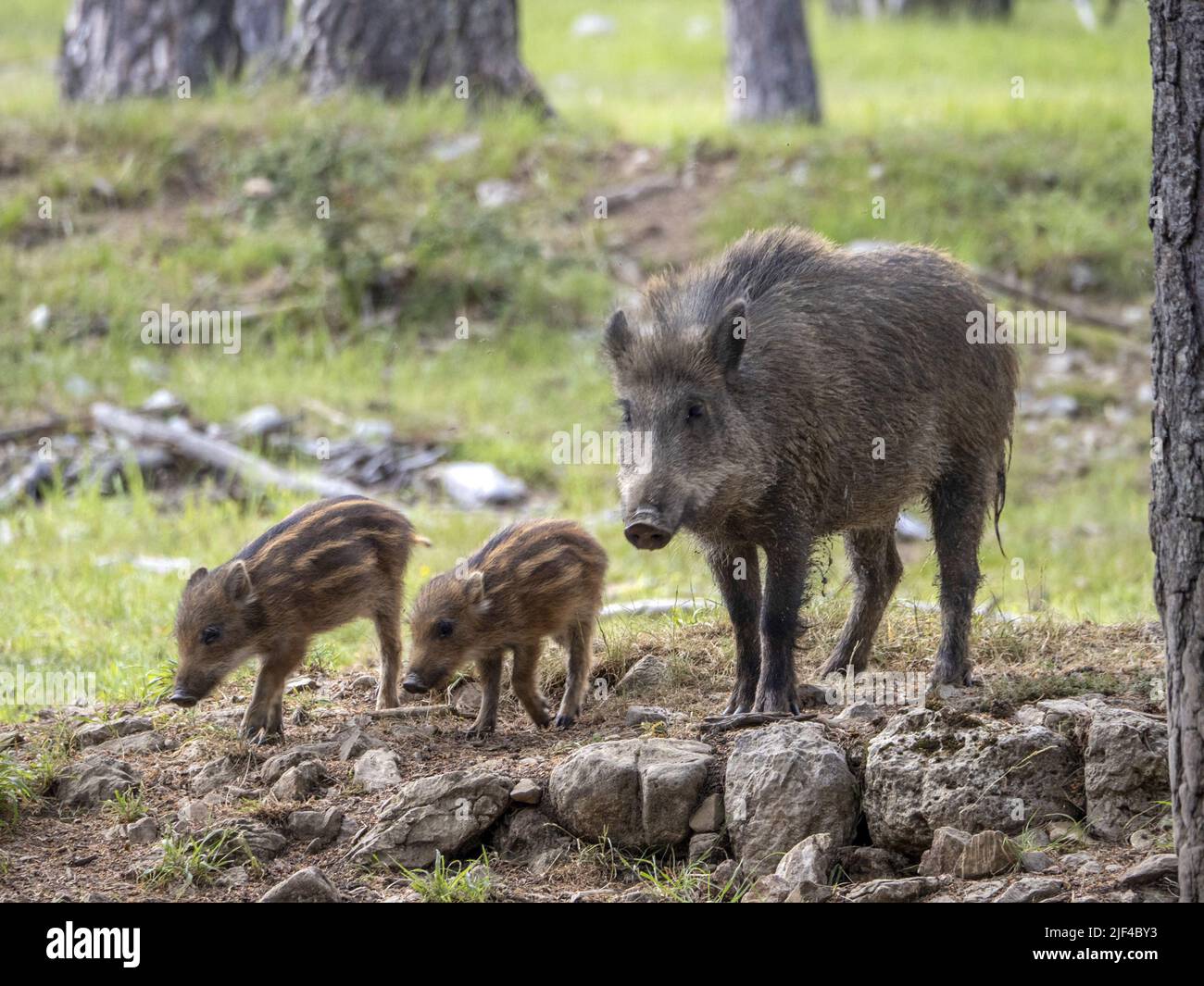 baby newborn wild boar portrait in the forest in summer season Stock ...