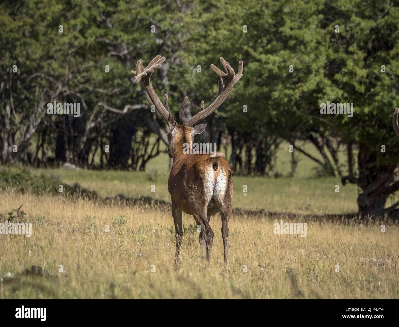 European deer portrait in summer season Stock Photo - Alamy