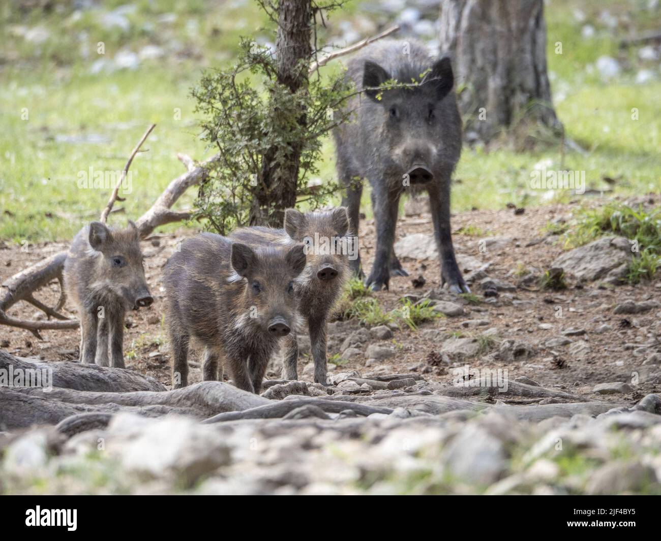 baby newborn wild boar portrait in the forest in summer season Stock ...