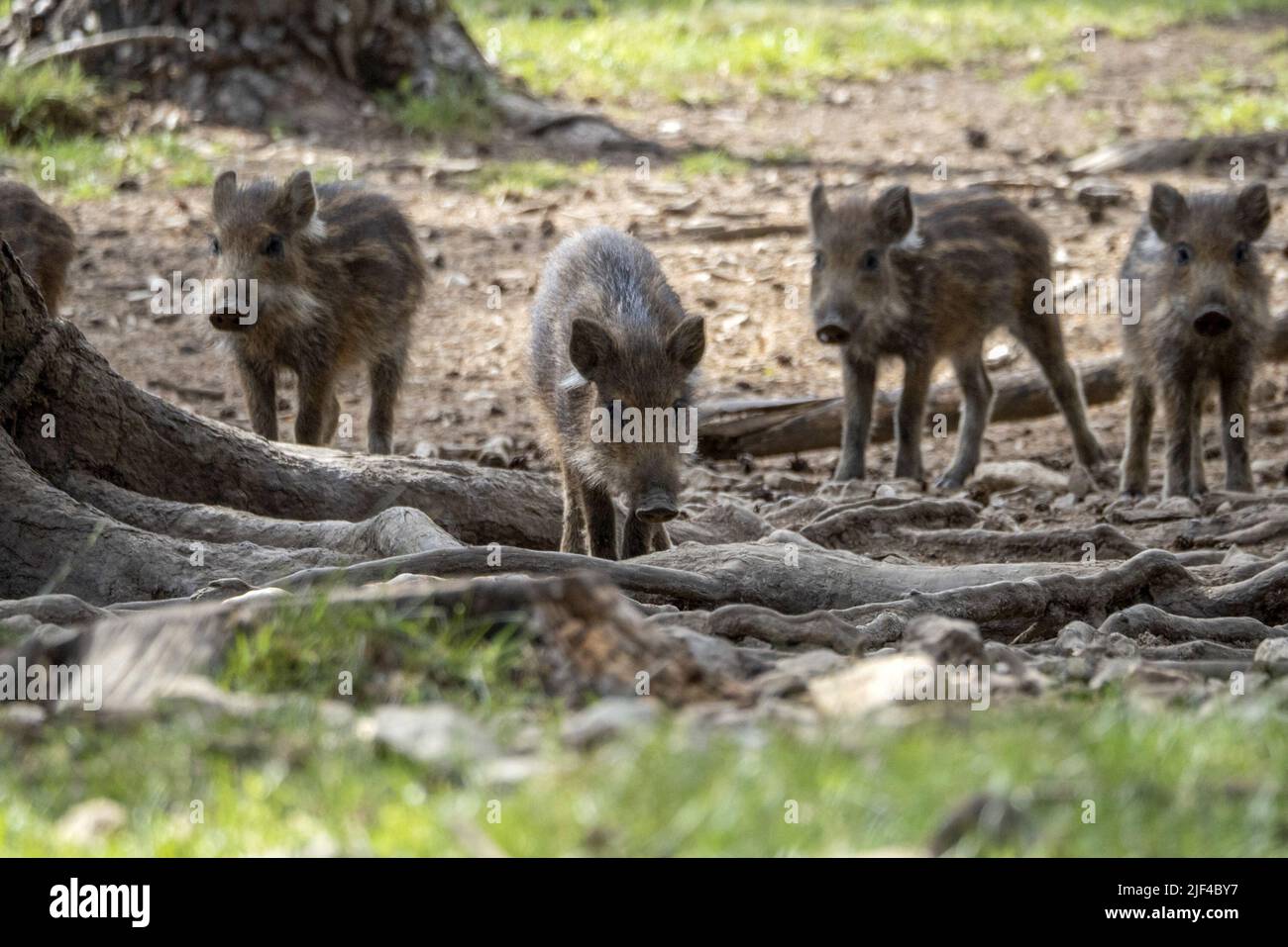 wild boar portrait in the forest in summer season Stock Photo - Alamy