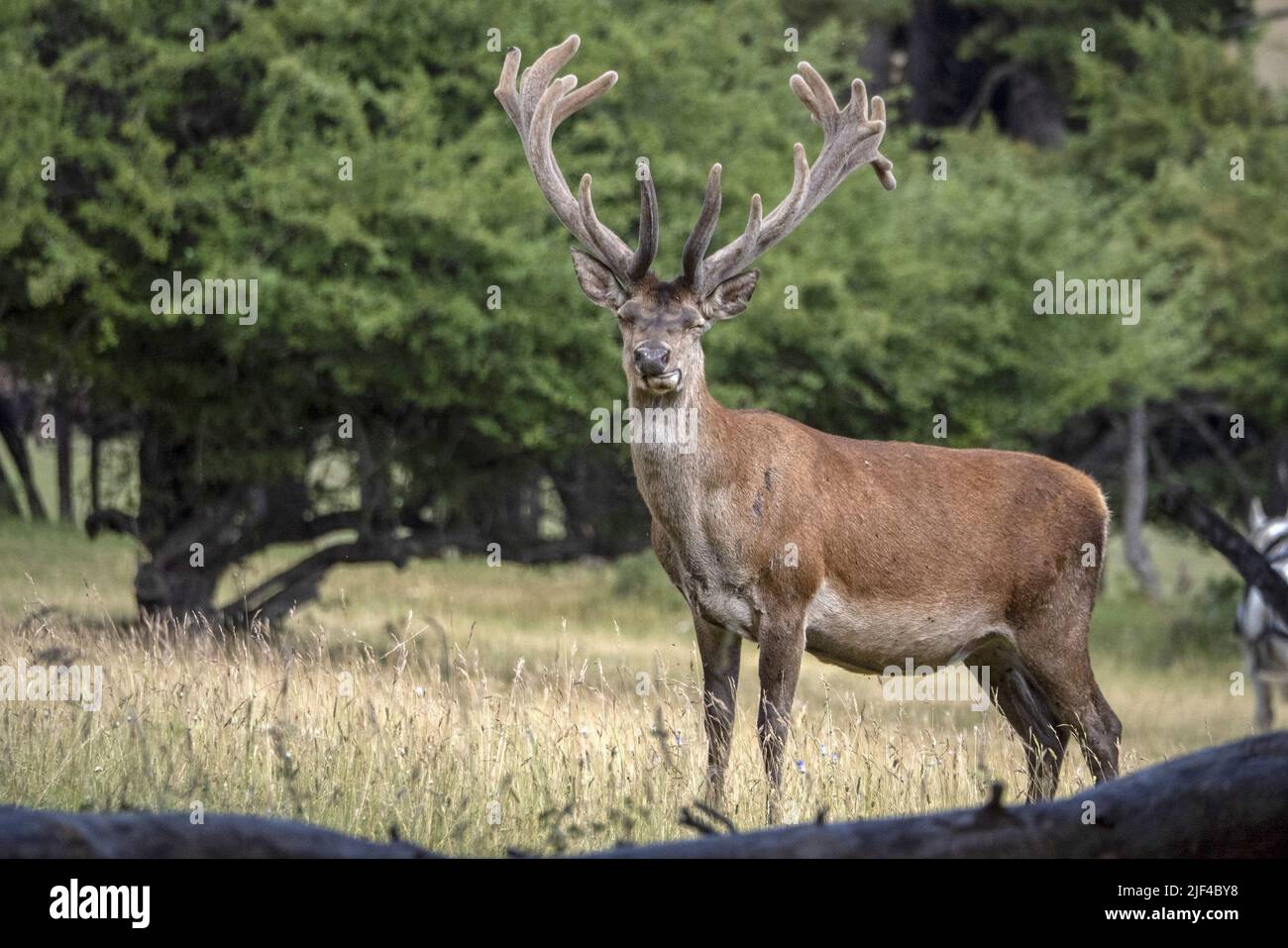European deer portrait in summer season Stock Photo - Alamy