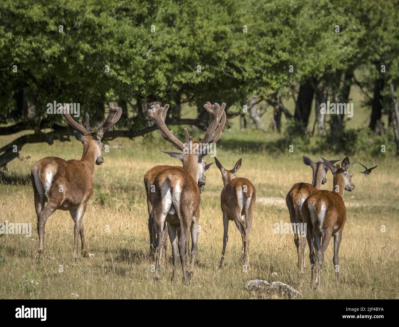 European deer portrait in summer season Stock Photo - Alamy