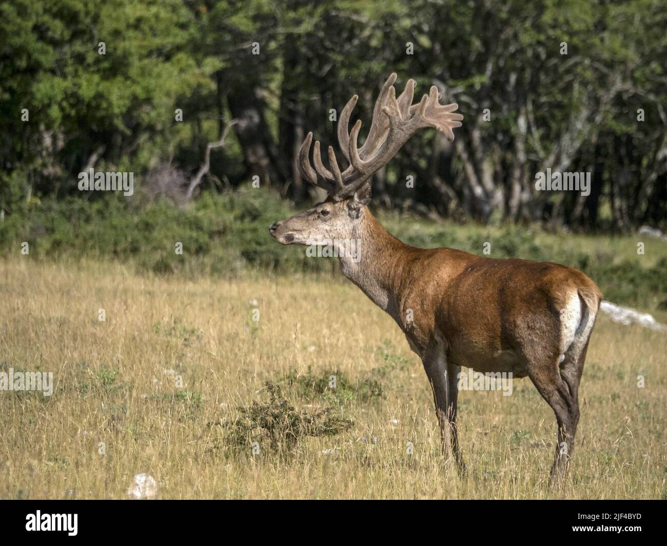European deer portrait in summer season Stock Photo - Alamy