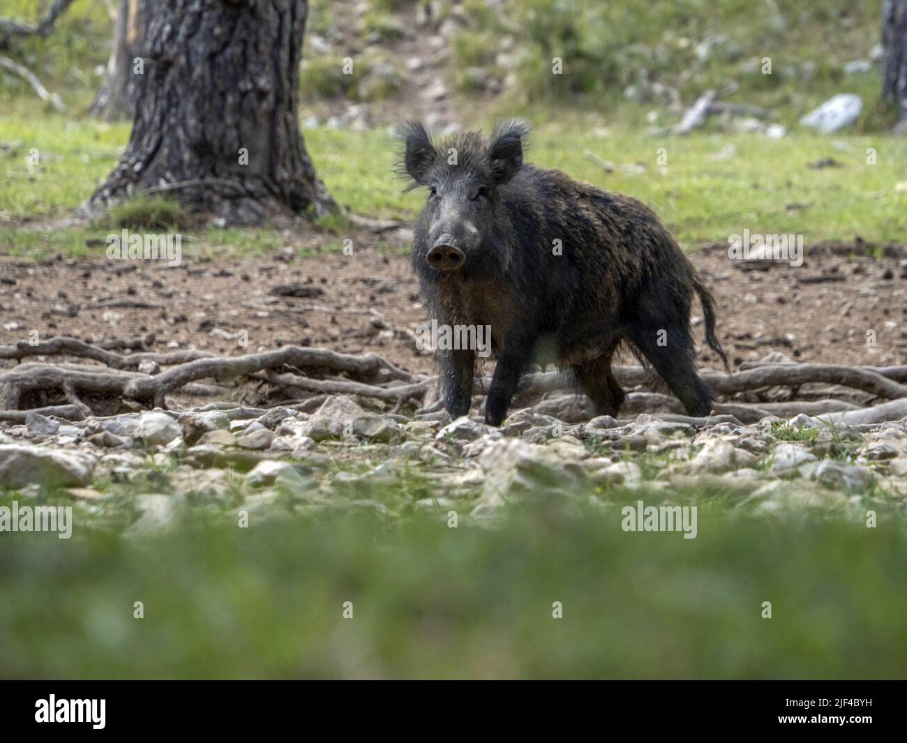 wild boar portrait in the forest in summer season Stock Photo - Alamy