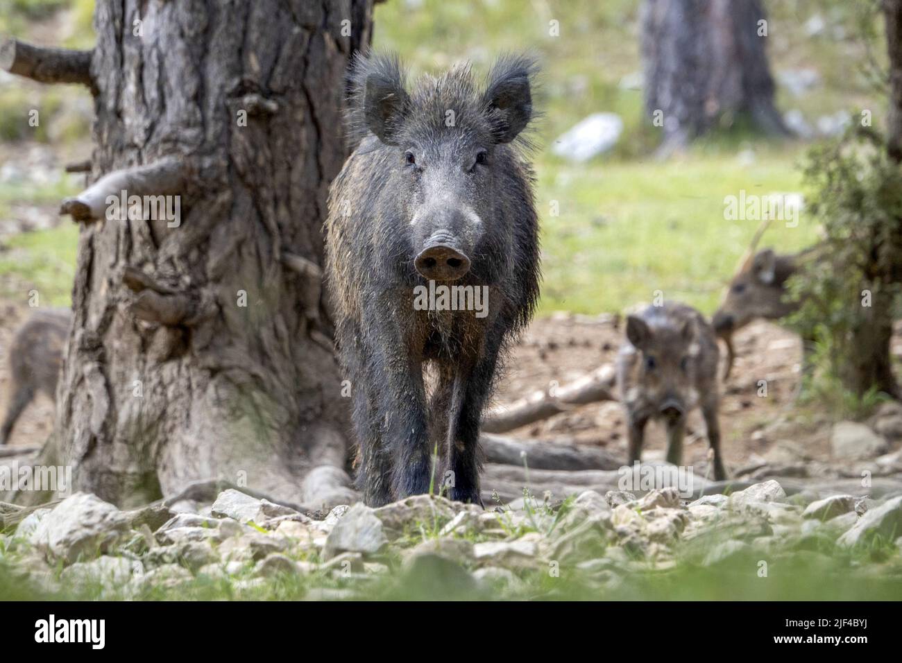wild boar portrait in the forest in summer season Stock Photo - Alamy