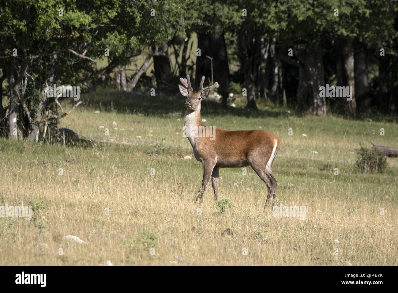 European deer portrait in summer season Stock Photo - Alamy