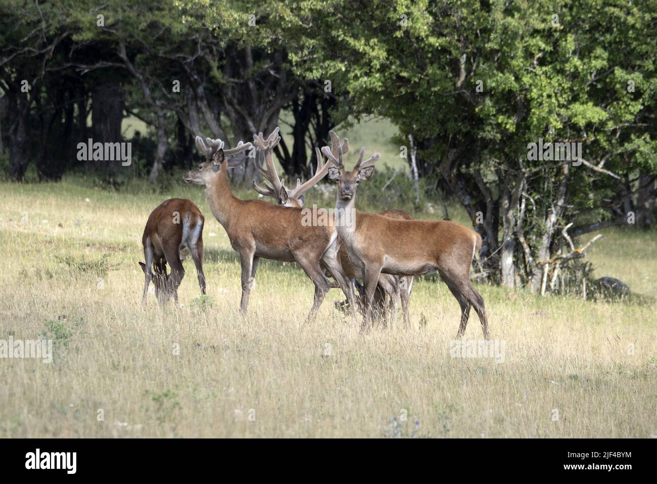 European deer portrait in summer season Stock Photo - Alamy