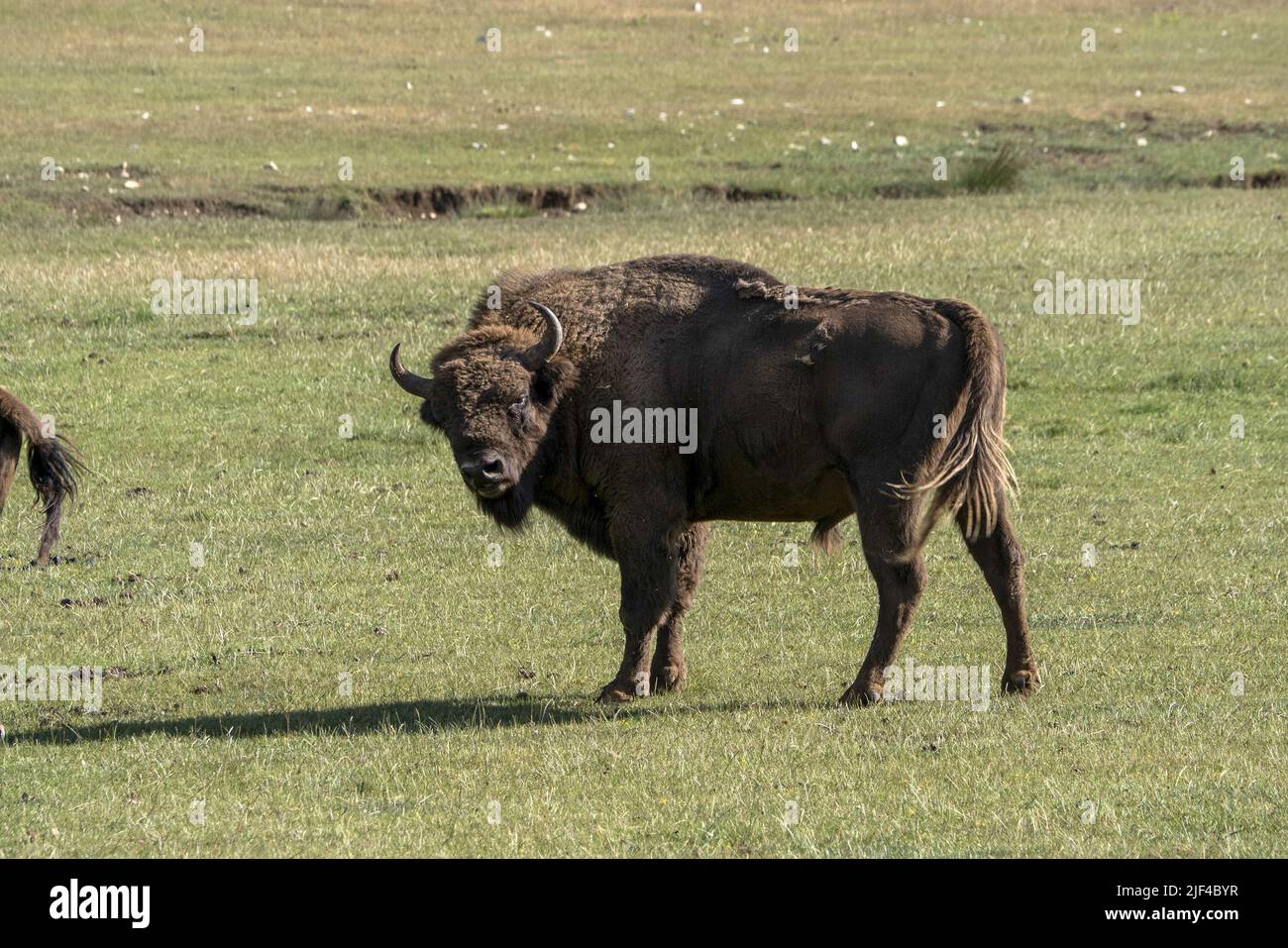 European bison portrait in summer season Stock Photo - Alamy