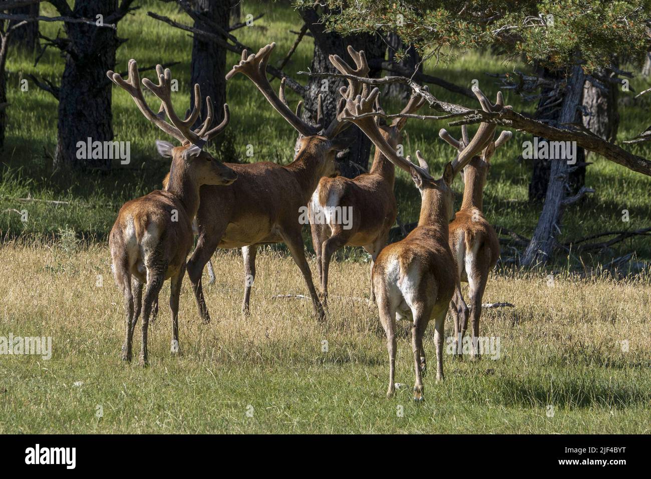 European deer portrait in summer season Stock Photo - Alamy