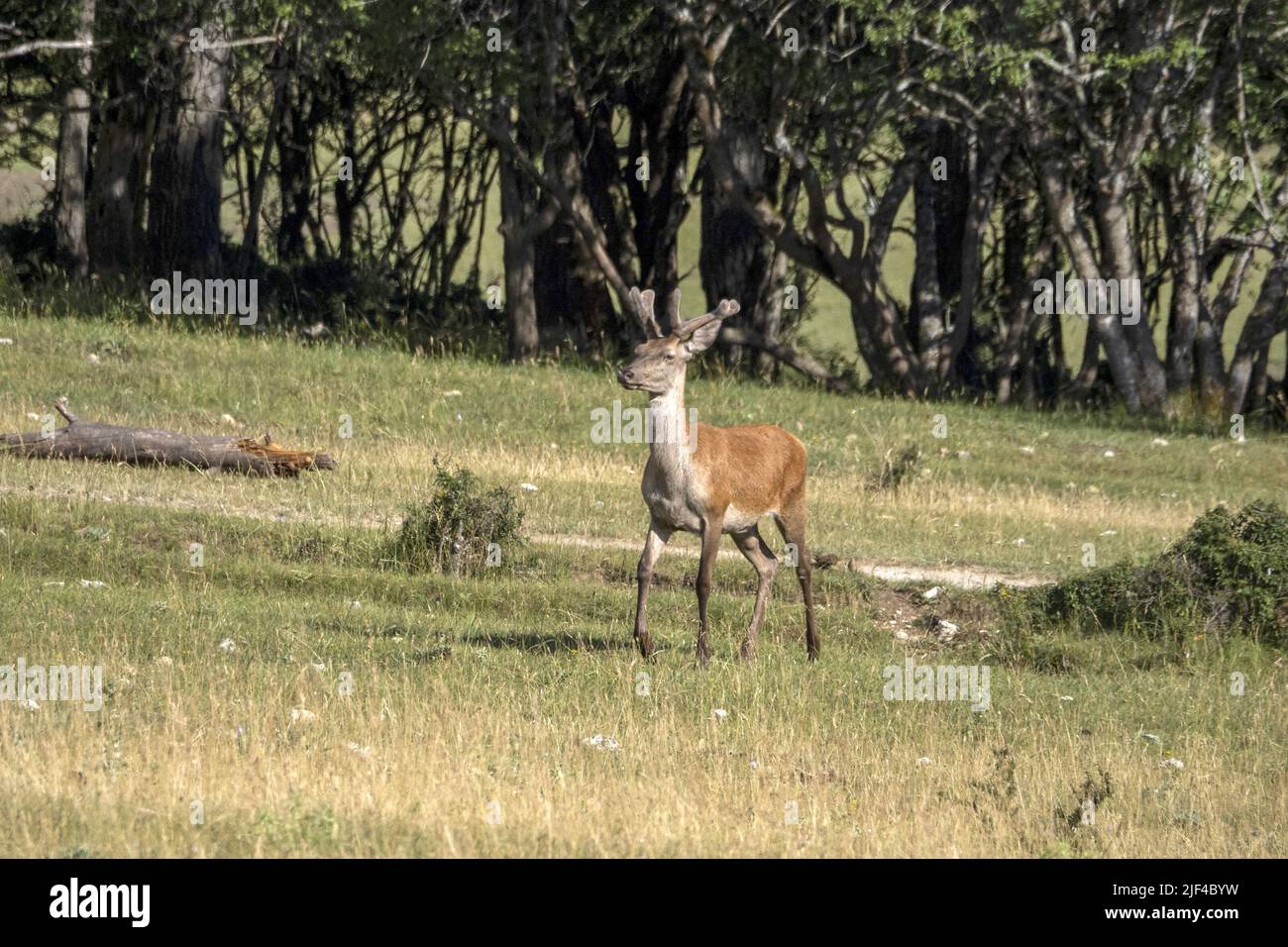 European deer portrait in summer season Stock Photo - Alamy