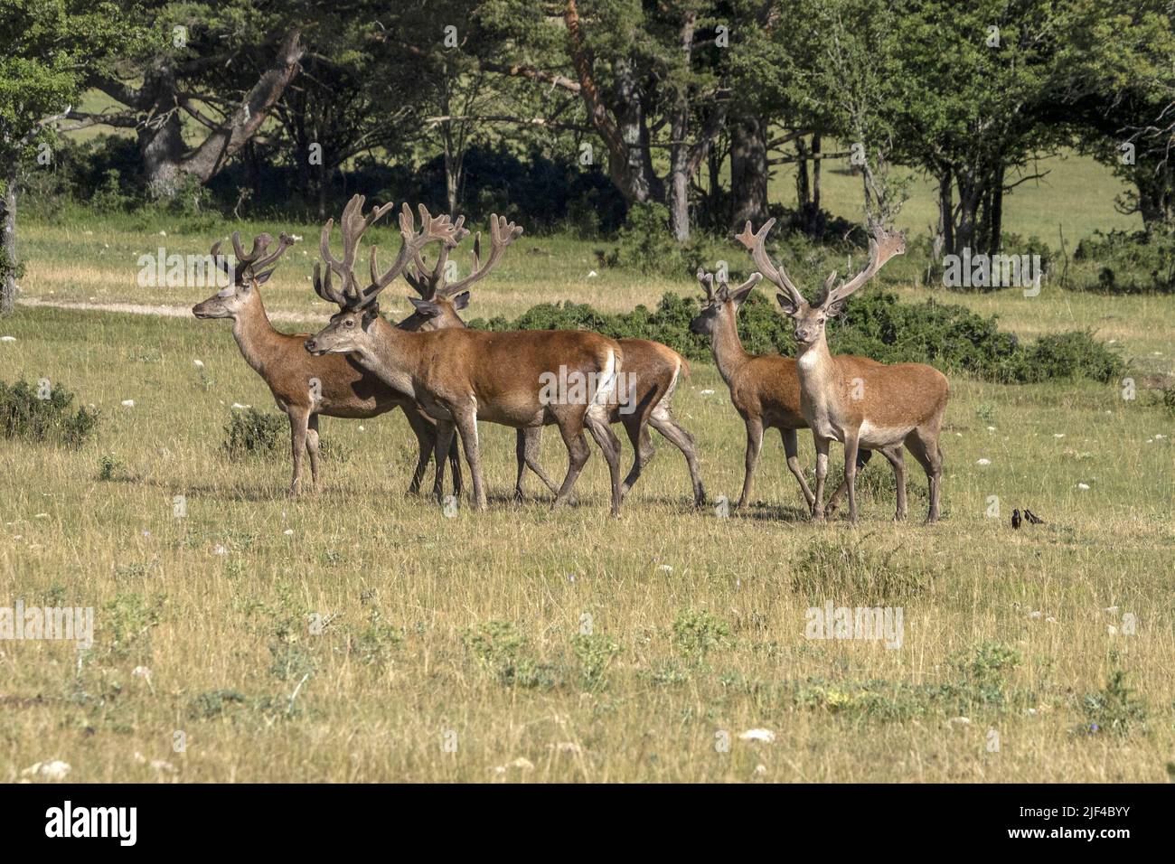 European deer portrait in summer season Stock Photo - Alamy