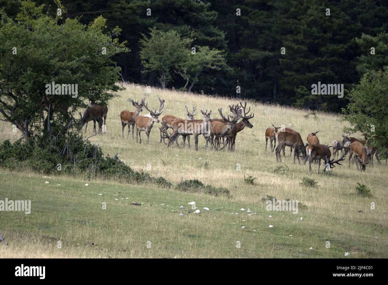 European deer portrait in summer season Stock Photo - Alamy
