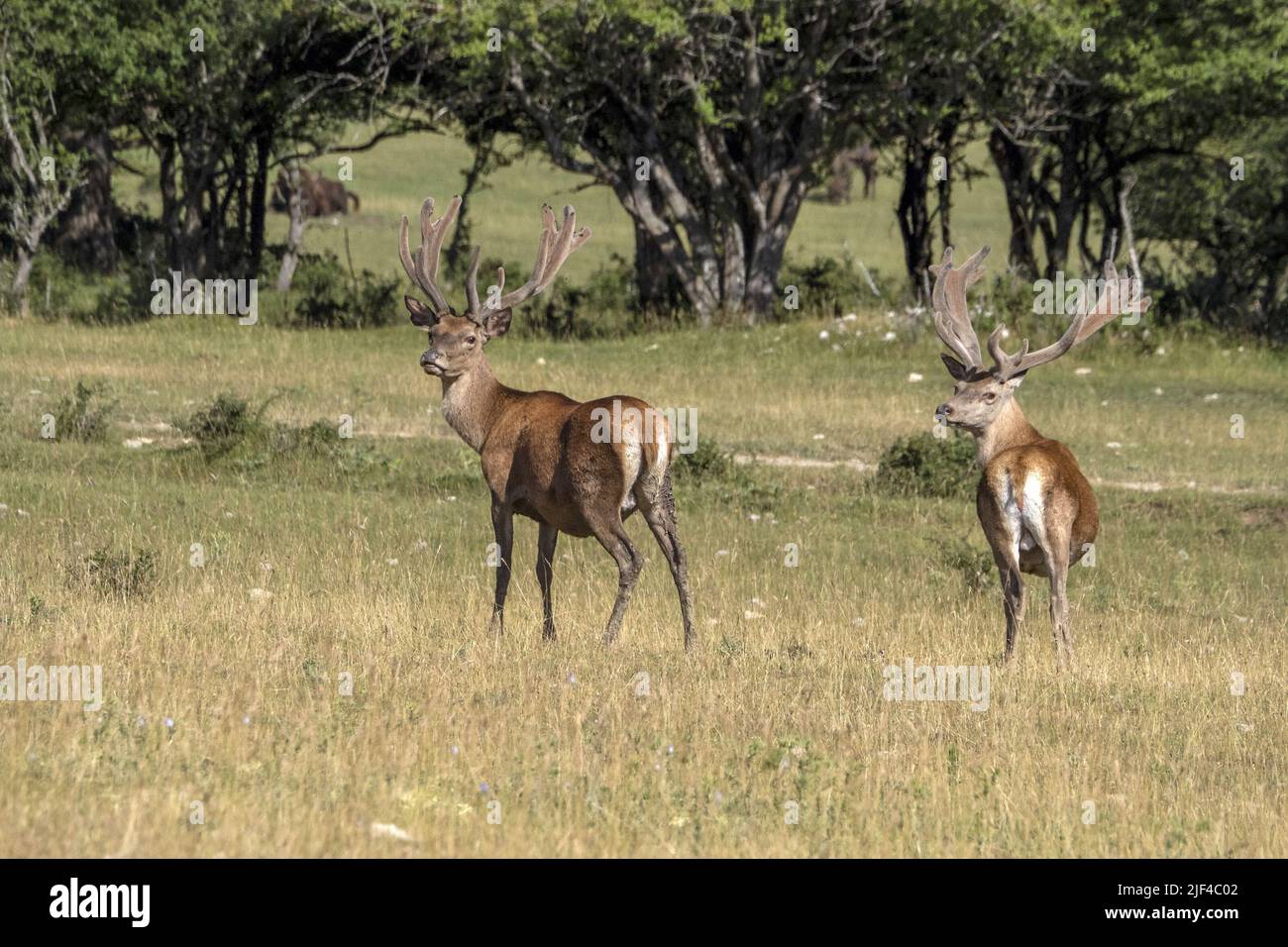 European deer portrait in summer season Stock Photo - Alamy