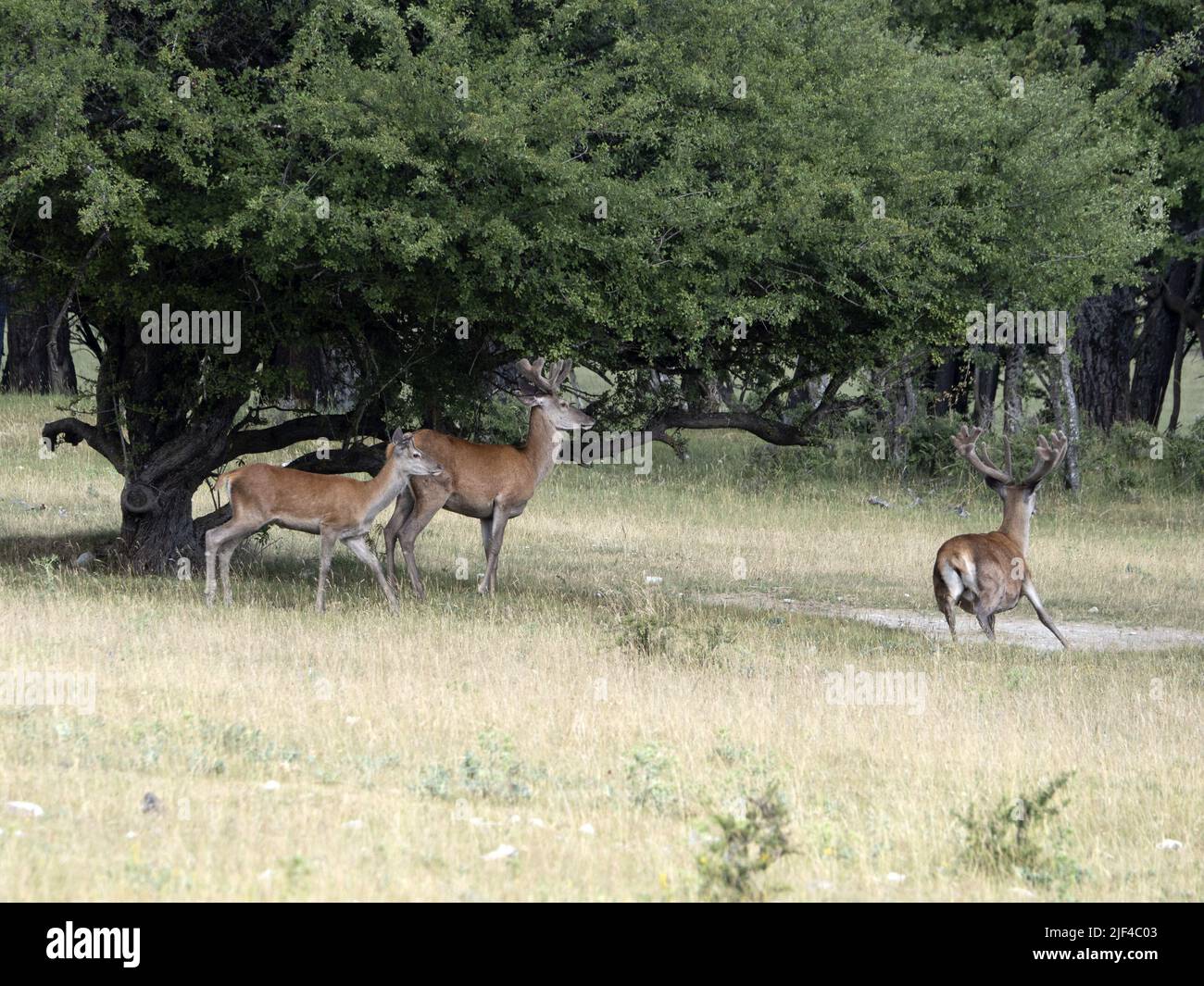 European deer portrait in summer season Stock Photo - Alamy