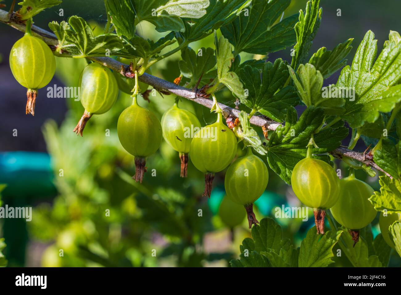 Beautiful view of green gooseberry bush in garden early summer Stock ...