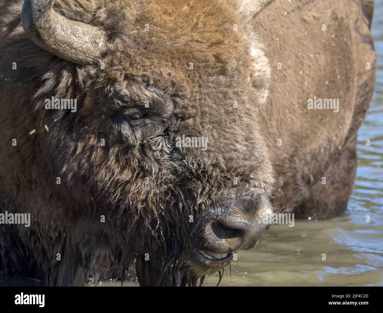 European bison portrait in summer season refreshing in water pool Stock ...