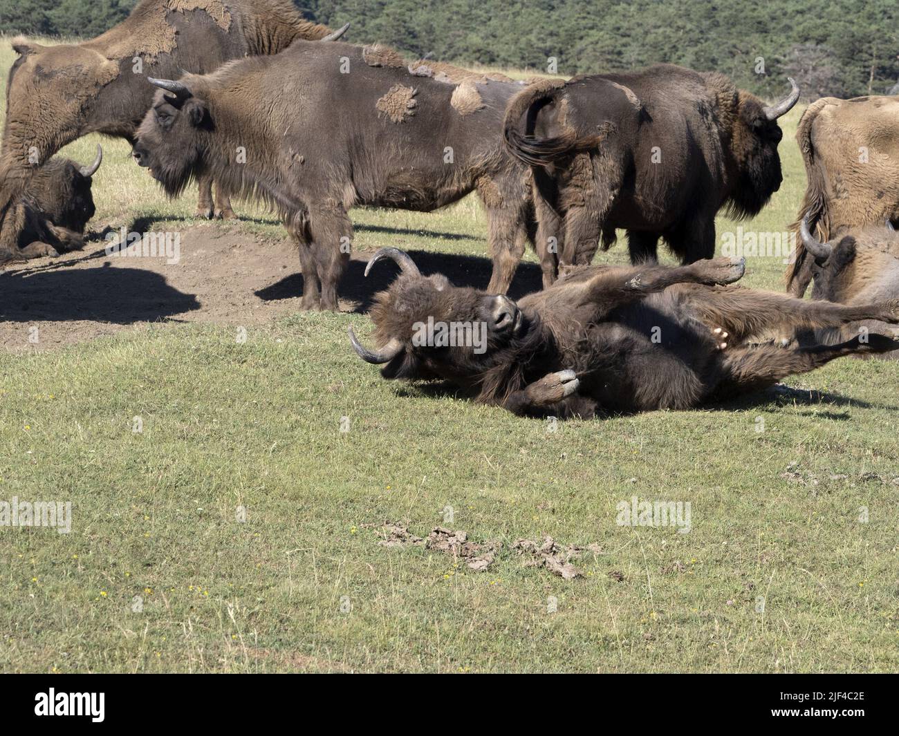 European bison portrait in summer season Stock Photo - Alamy