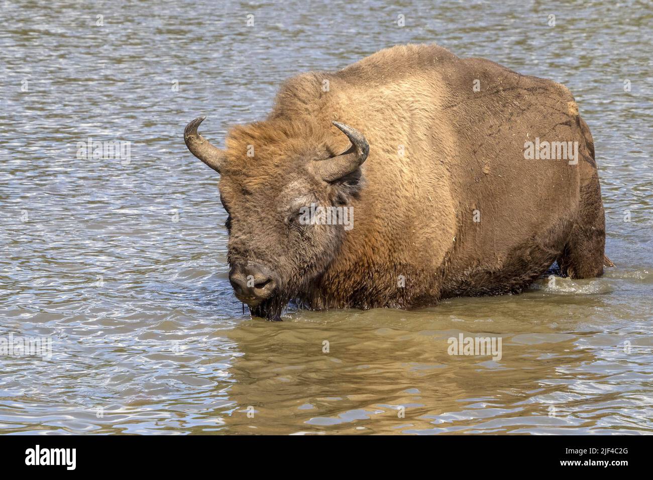European bison portrait in summer season refreshing in water pool Stock ...