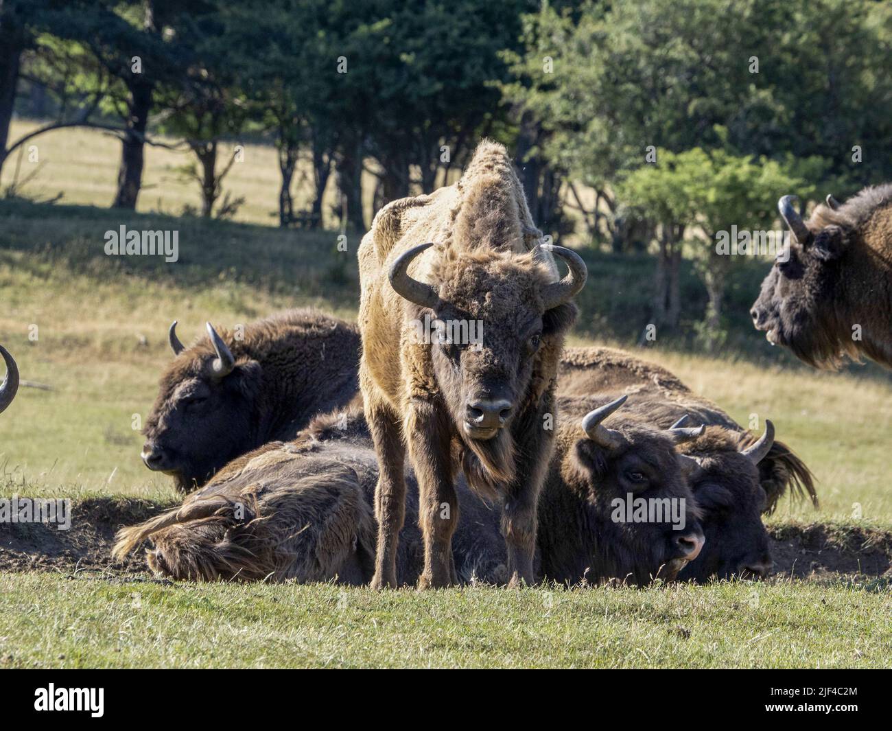 European bison portrait in summer season Stock Photo - Alamy