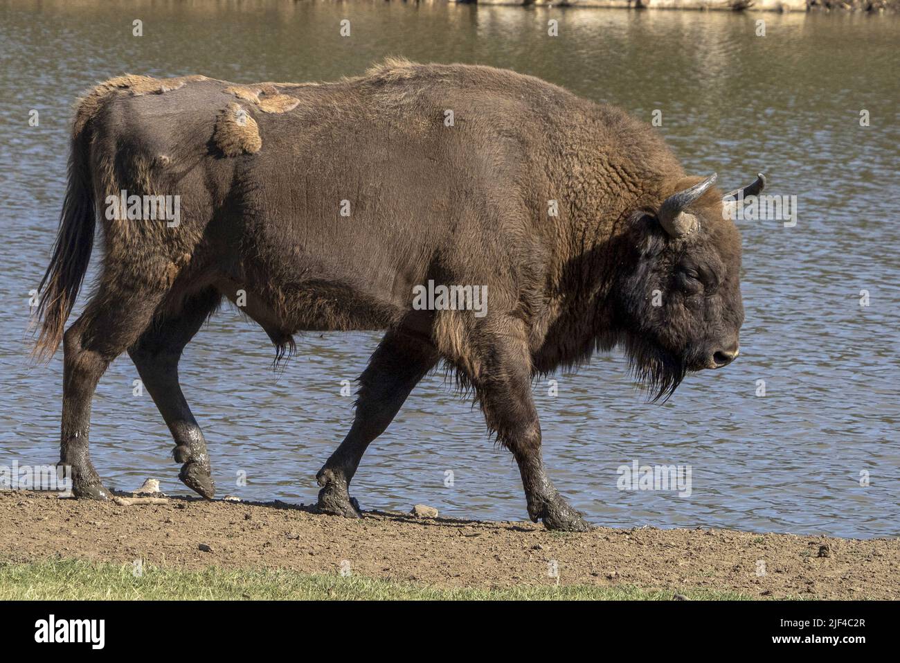 European bison portrait in summer season Stock Photo - Alamy