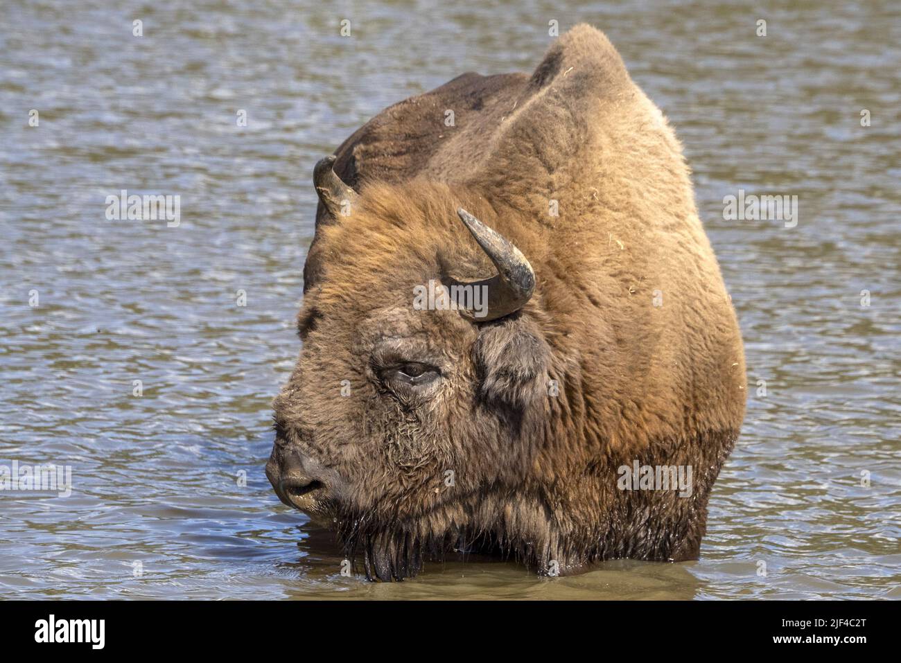 European bison portrait in summer season refreshing in water pool Stock ...