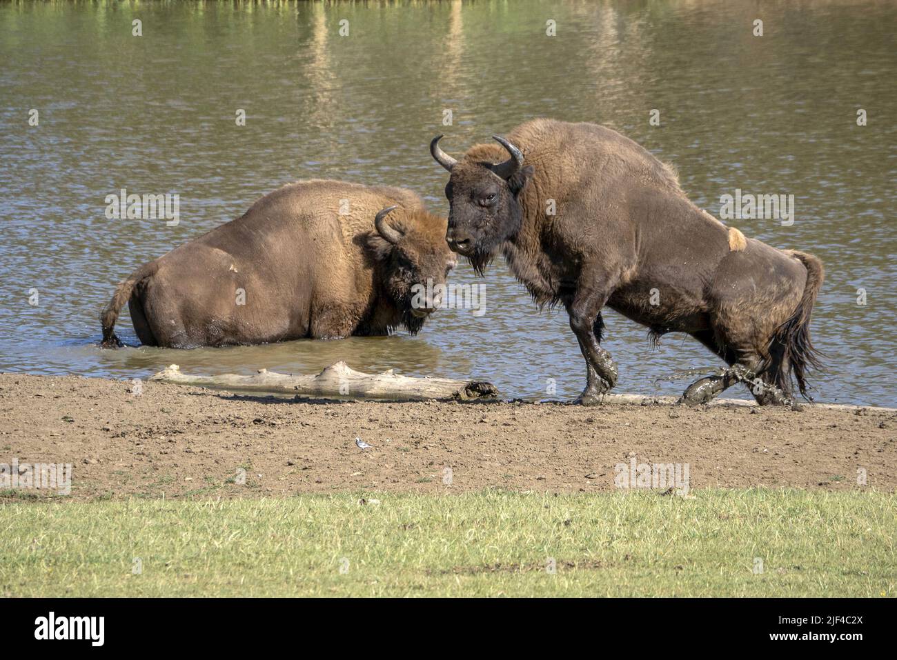 European bison portrait in summer season Stock Photo - Alamy