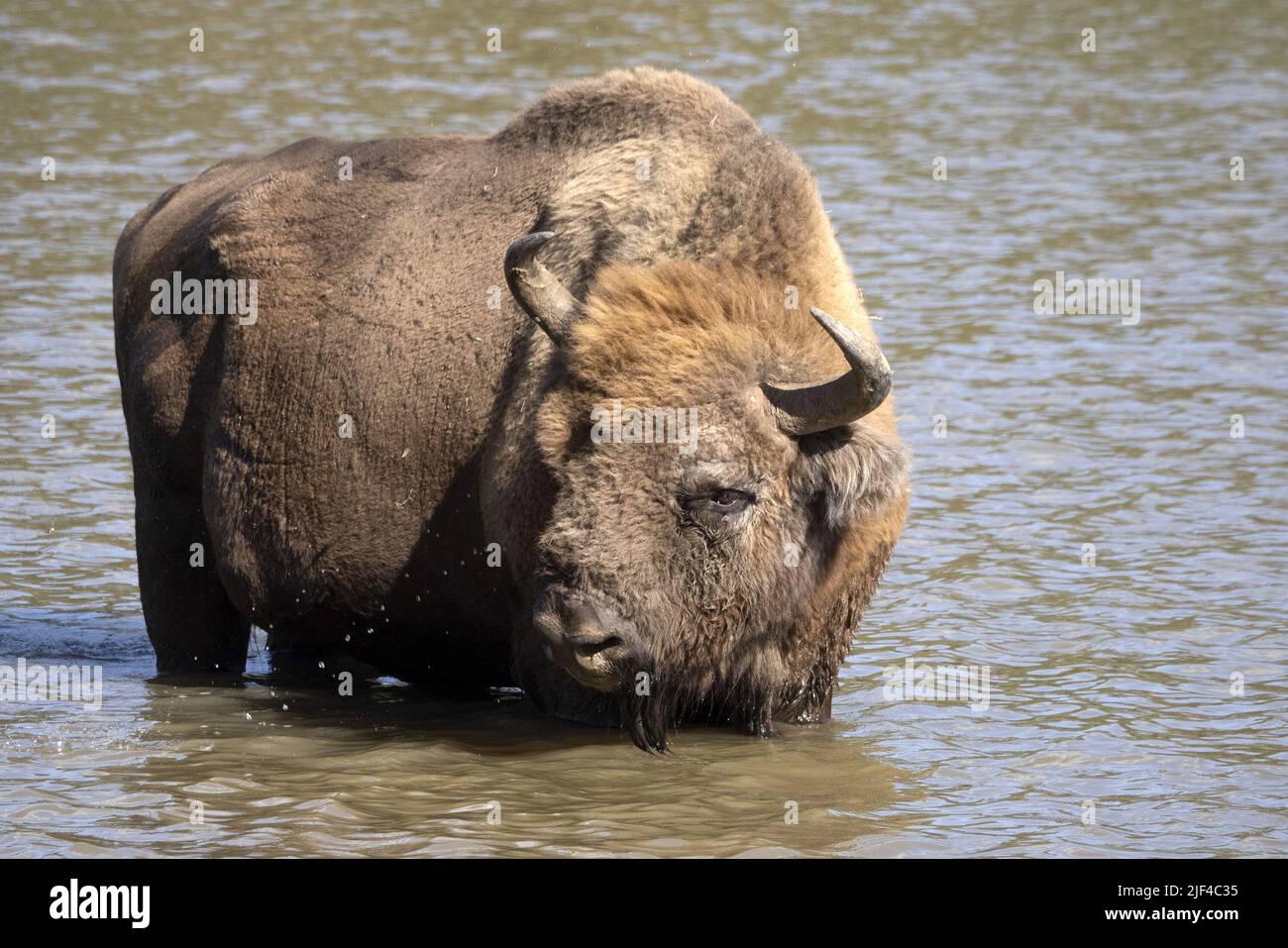European bison portrait in summer season refreshing in water pool Stock ...
