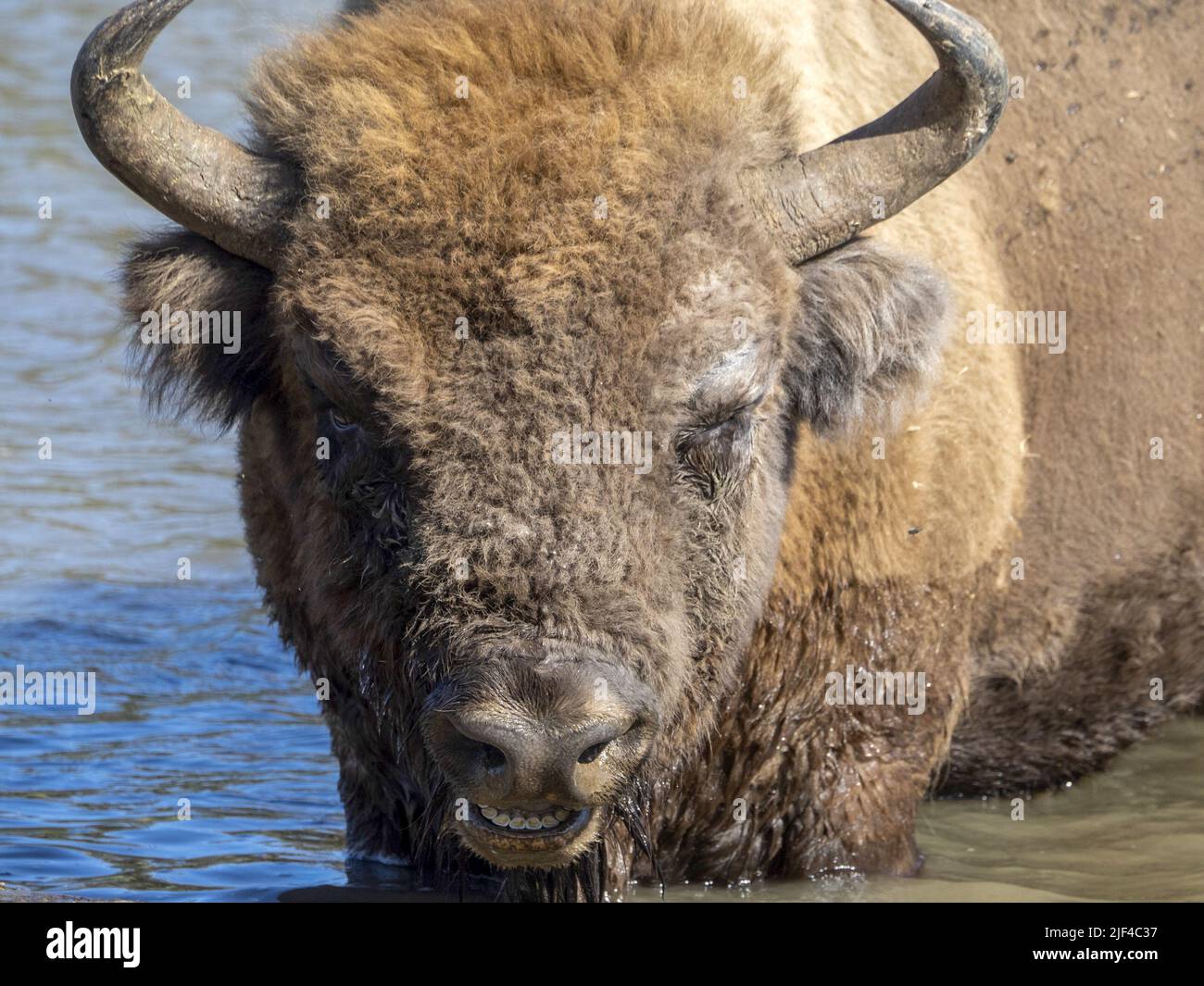 European bison portrait in summer season refreshing in water pool Stock ...